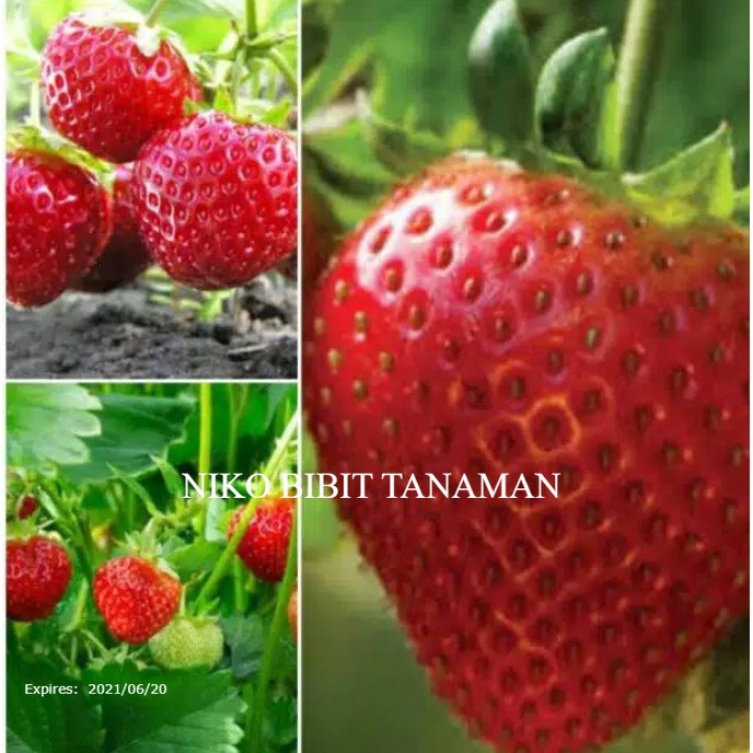 Jual BIBIT STROBERY JUMBO MANIS SUPER (beli 5 gratis 1) | Shopee Indonesia