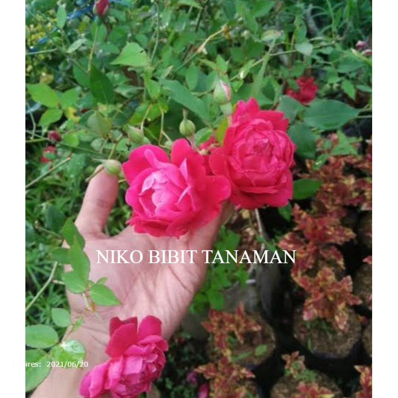 Jual BIBIT MAWAR KAMPUNG BERBUNGA (BUAT TABUR MAKAM) beli 5 gratis 1 ...