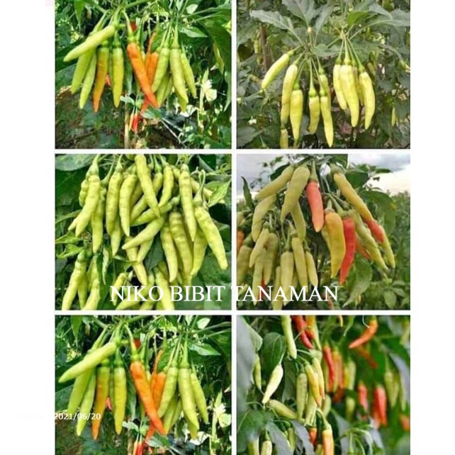 Jual BIBIT LOMBOK RAWIT (PEDAS) SIAP TANAM beli 5 gratis 1 | Shopee ...