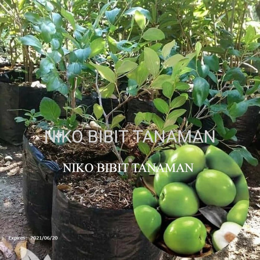 Jual BIBIT APEL FUTSA |BIDARA INDIA OKULASI CEPAT BERBUAH (COCOK DI ...