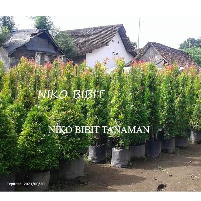Jual BIBIT PUCUK MERAH 100 CM TINGGI (1 METER) BUAT TAMAN | Shopee ...