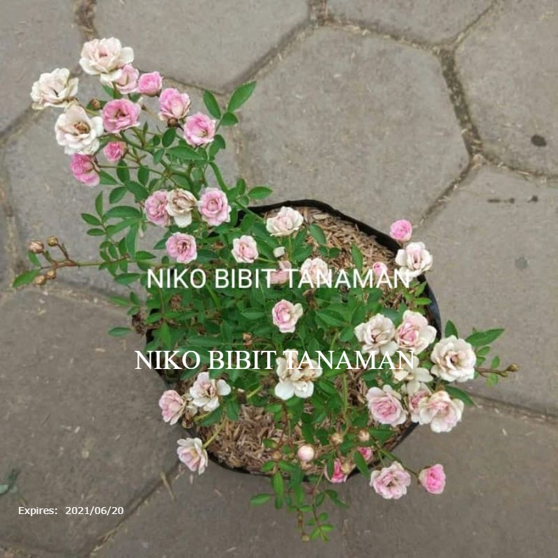 Jual BIBIT BUNGA BABY ROSE (BERBUNGA) SUPER CANTIK SIAP TANAM | Shopee ...