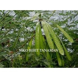 Jual BIBIT LAMTORO (beli 5 gratis 1) | Shopee Indonesia