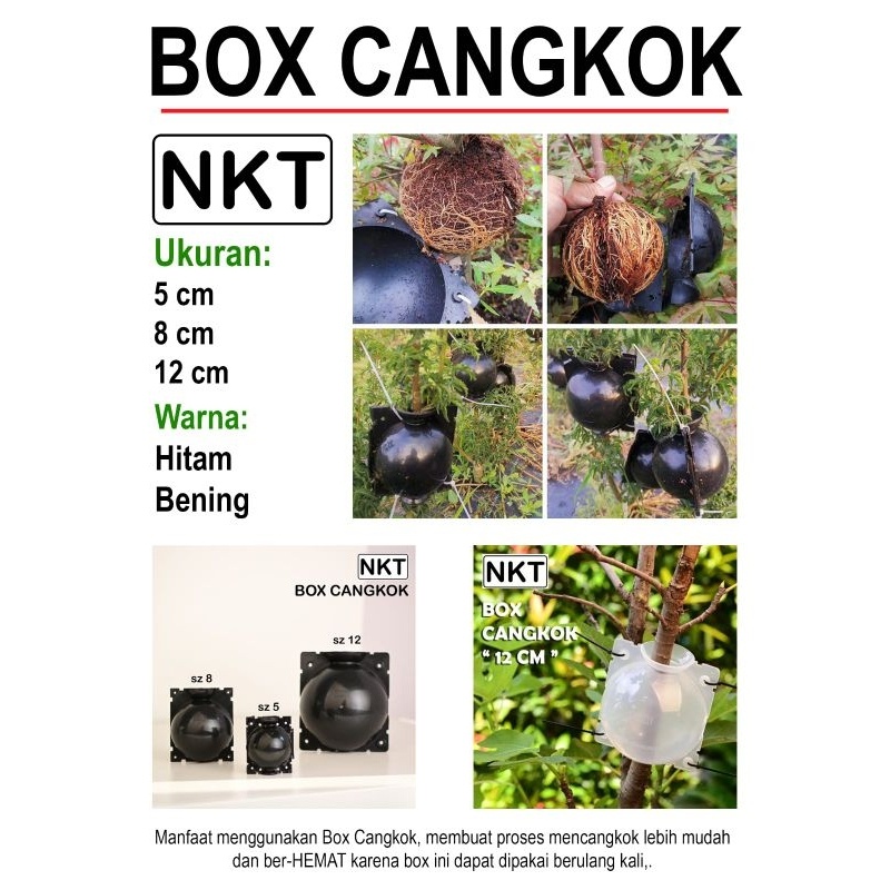 Jual (1 pax isi 3 set) NKT CANGKOK M (8cm) : box untuk mencangkok ...
