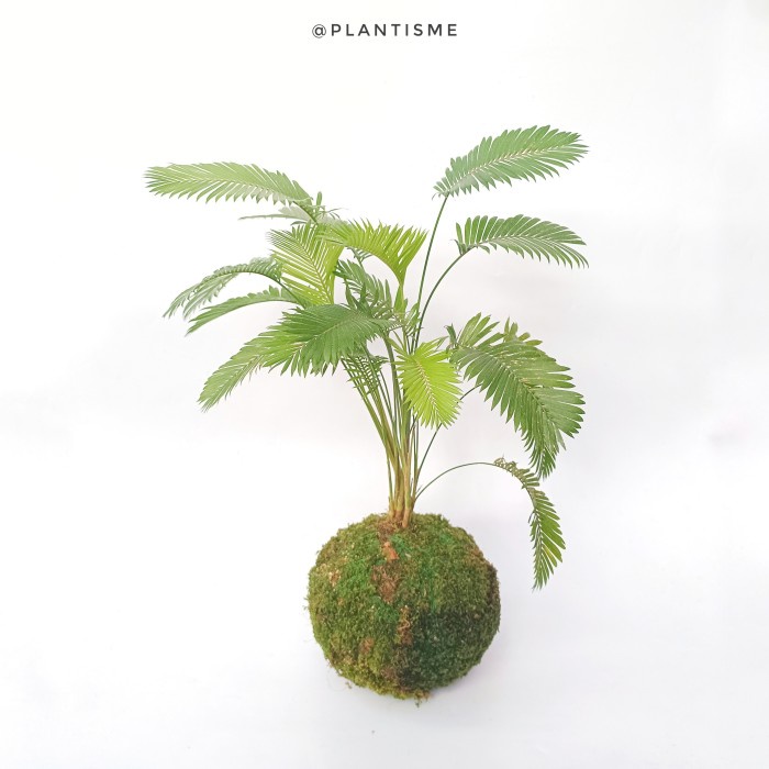 Jual Mossball - Calamus Ciliaris Mini Palm Bonsai Palem Paris | Shopee ...