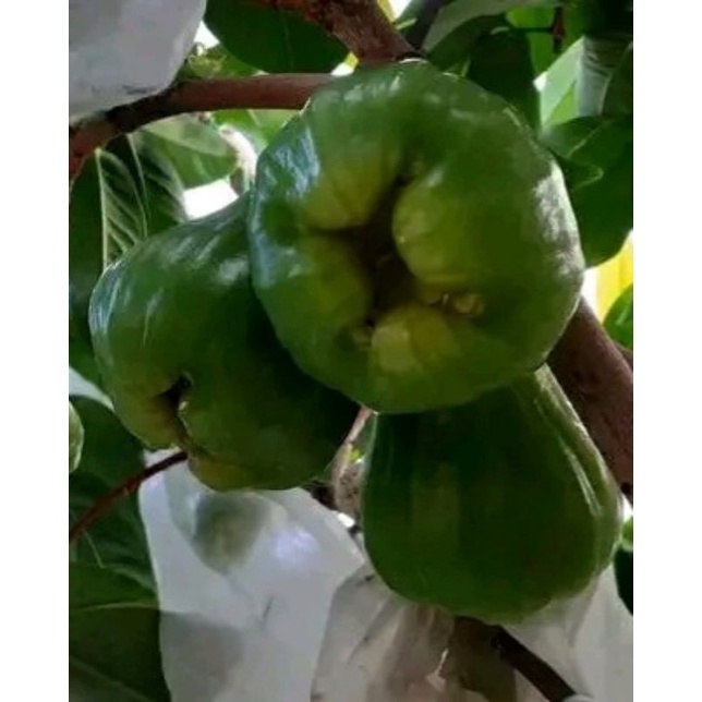 Jual Bibit Jambu Air Green Giant / Buto Ijo Asli Produk Sendiri okulasi ...