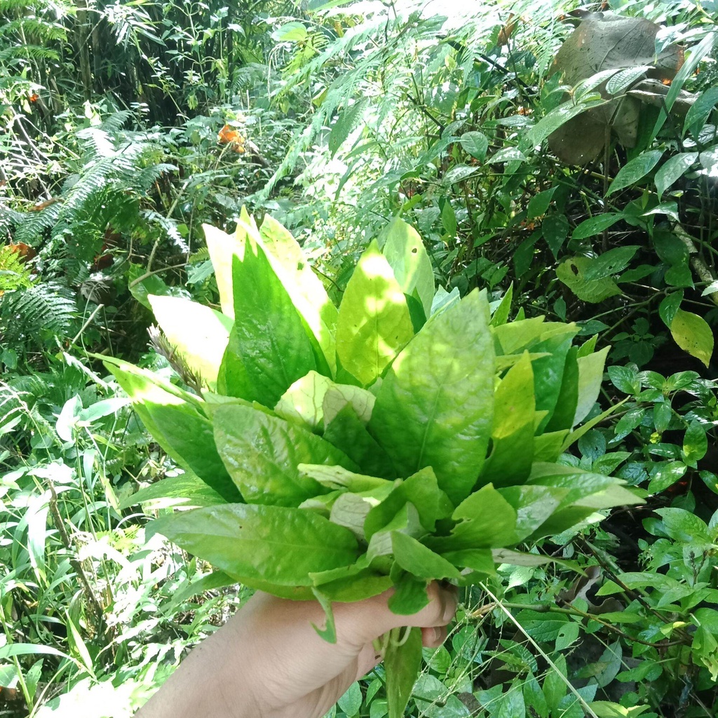 Jual Lalapan daun Rendeu segar/300 gram | Shopee Indonesia