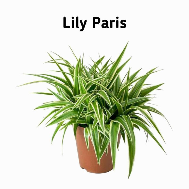 Jual Tanaman lili paris spider plant-lili paris-list taman-perlengkapan ...