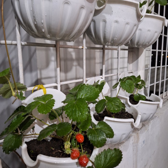 Jual pot dinding isi 4pc | Shopee Indonesia