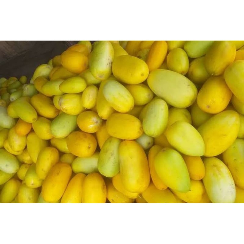 Jual 50 benih biji timun suri surina golden f1 | Shopee Indonesia