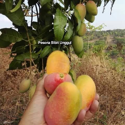 Jual BIBIT MANGGA PODANG GUNUNG SUPER MANIS/ BIBIT MANGGA PODANG UNGGUL ...