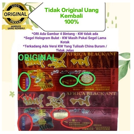 Jual Semut Afrika / Kapsul Semut / Semut Hitam Original / Black Semut ...
