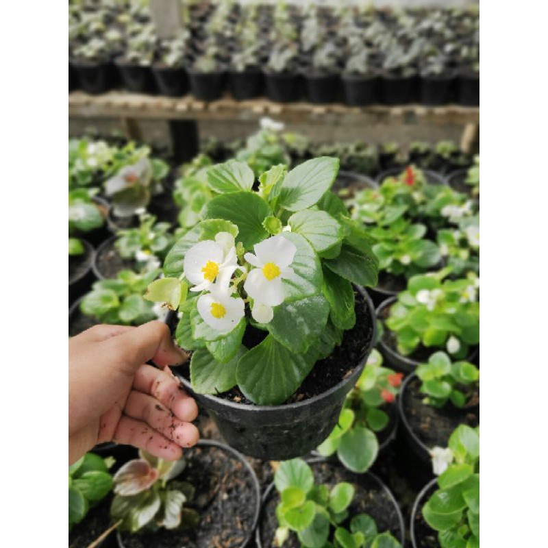 Jual Tanaman Hias Begonia Cucullata Bunga Merah dan Putih (Sudah ...