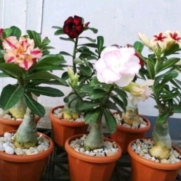 Jual Promo 10 10 Adenium Kamboja Jepang Bunga Tumpuk Berbagai Warna