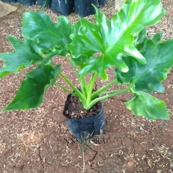 Jual tanaman hias bilo jaridendrum | Shopee Indonesia