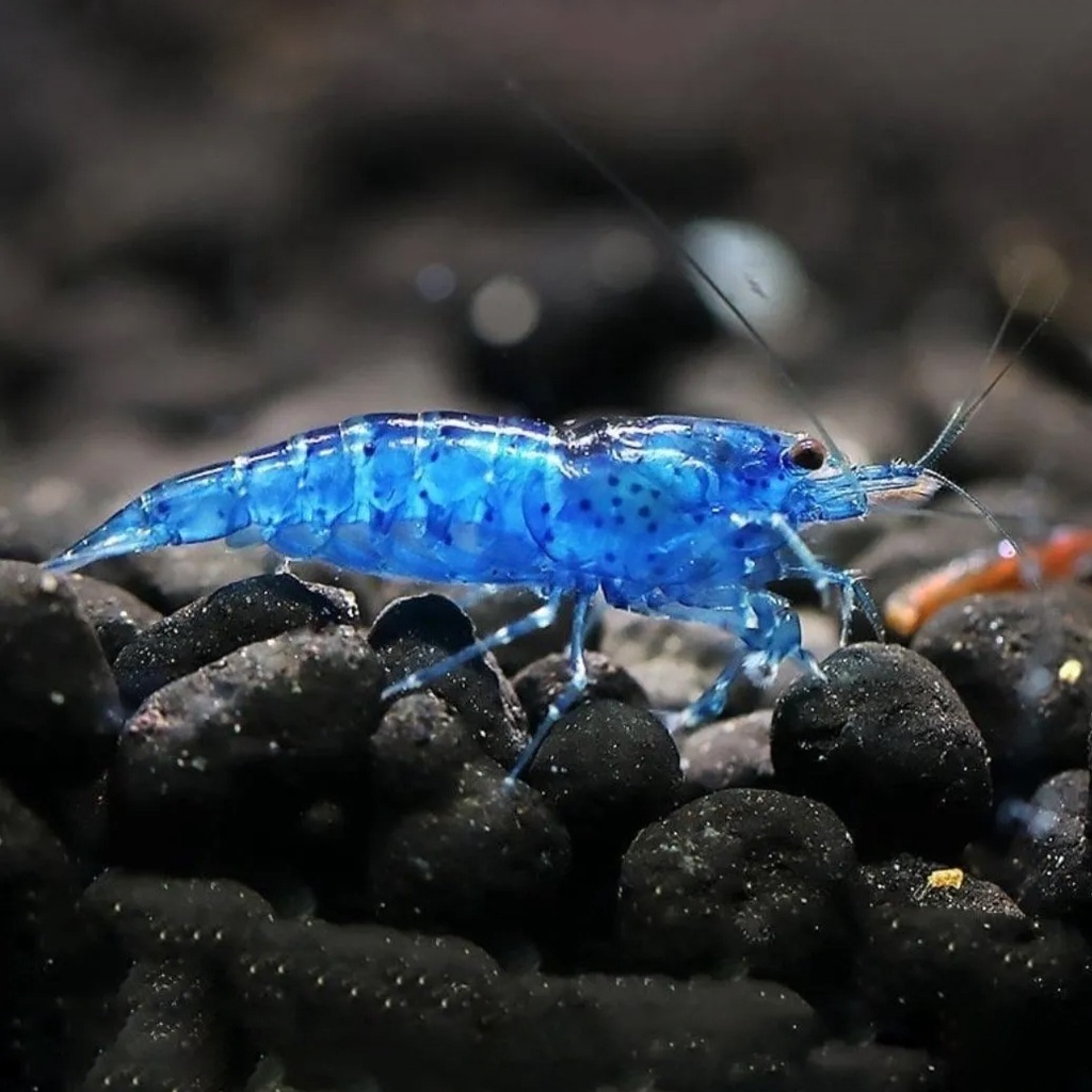 Jual Udang Hias Biru Aquascape Blue Diamond Shrimp Neocaridina | Shopee ...