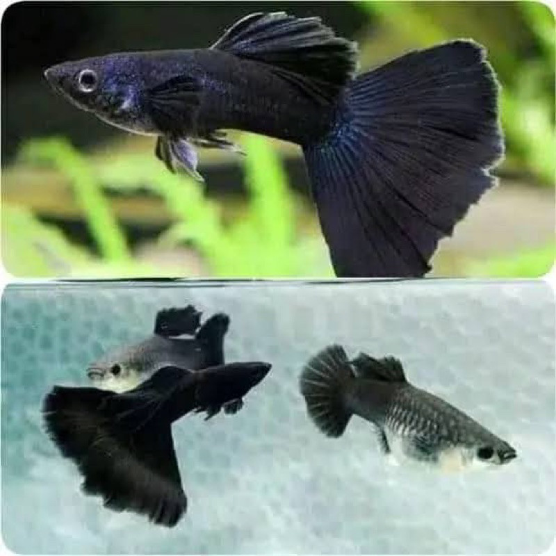 Jual produk bonus pakan black moscow BM gupi guppy cepanofarm | Shopee ...