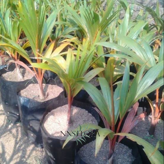 Jual tanaman hias palem botol merah | Shopee Indonesia