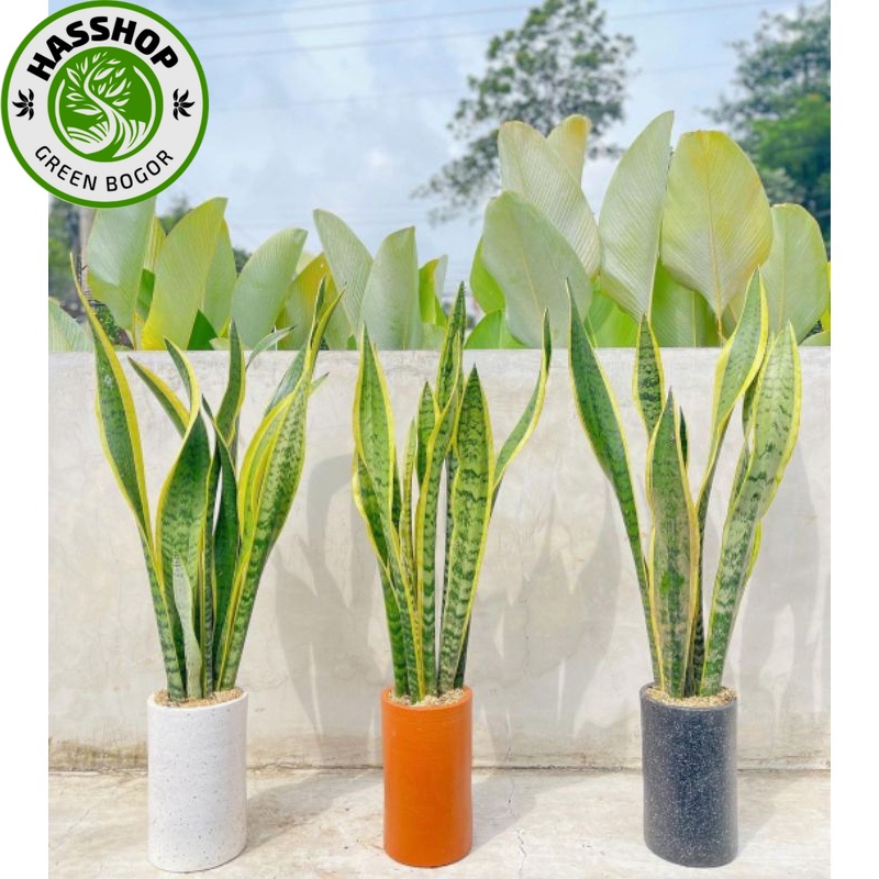 Jual Tanaman Hias Lidah Mertua / Tanaman Sensivera Lidah Mertua ... Jual Tanaman Hias Lidah Mertua / Tanaman Sensivera Lidah Mertua ...