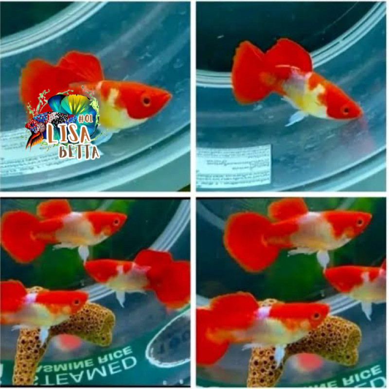 Jual kebutuhan aquarium guppy platinum koi sepasang jatan betina lisa betta bisa cod | Shopee ...