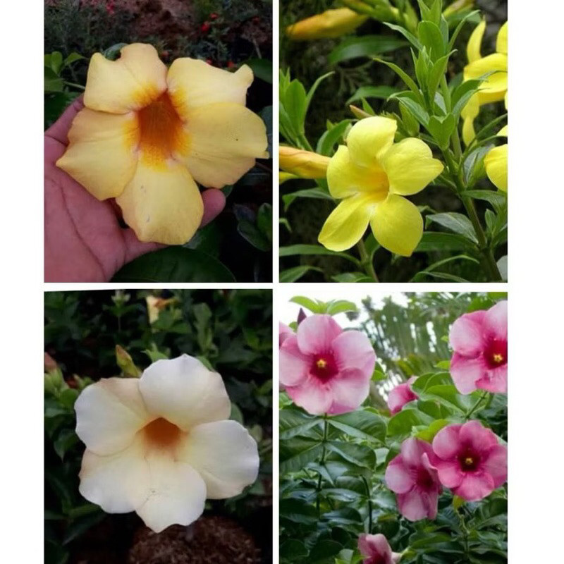 Jual Tanaman Hias Bunga Alamanda Kuning | Bunga Terompet, Mudah Dirawat ...