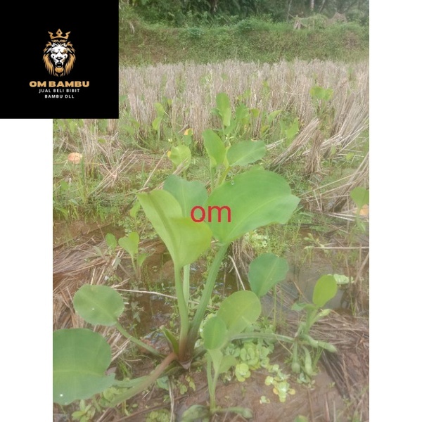 Jual bobit pohon genjer atow gendot sawah barokah | Shopee Indonesia