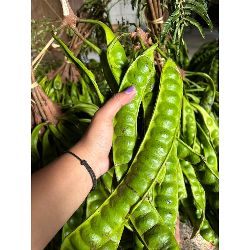 Jual PETAI SUPER ISI 10 papan Asli Ciamis Pangandaran | Shopee Indonesia