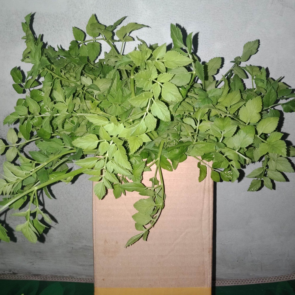 Jual lalapan tespong segar /lalapan seladren 500 gram | Shopee Indonesia