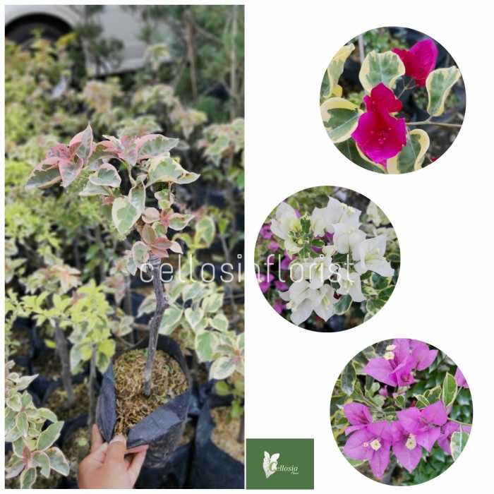 Jual Tanaman Hias Bunga Bougenville / Bunga Kertas Variegata | Shopee ...