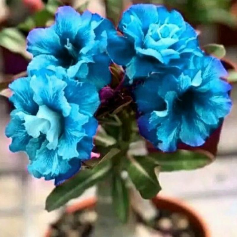 Jual Bunga Hias Adenium Bluebert Tanaman Hias Adenium Pohon Kamboja