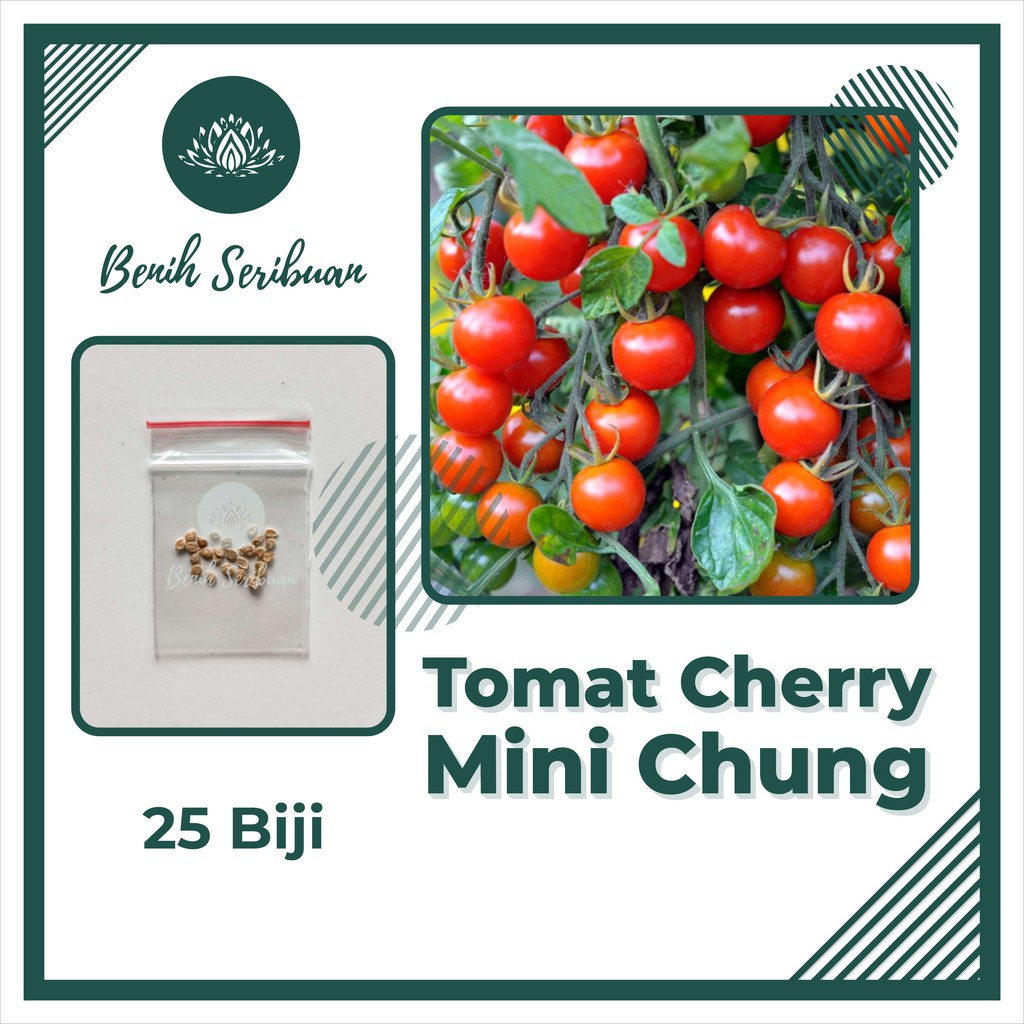 Jual 25 Biji Benih Tomat Cherry Merah Sayuran Mini Chung Bibit Sayur ...