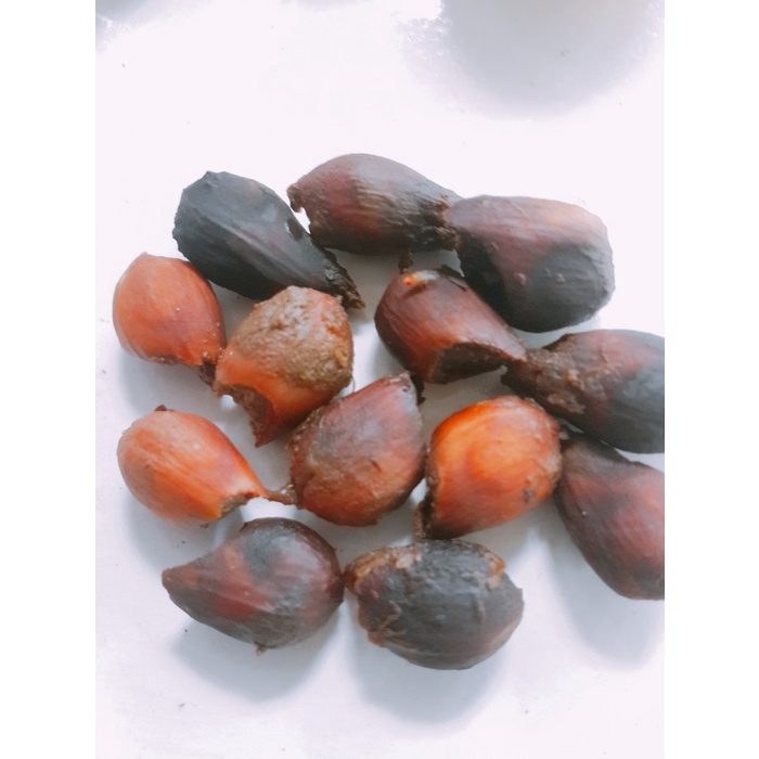Jual Biji Gmelina 100 Gram Benih Jati Putih Pure Kemasan Botol 100 Ml ...