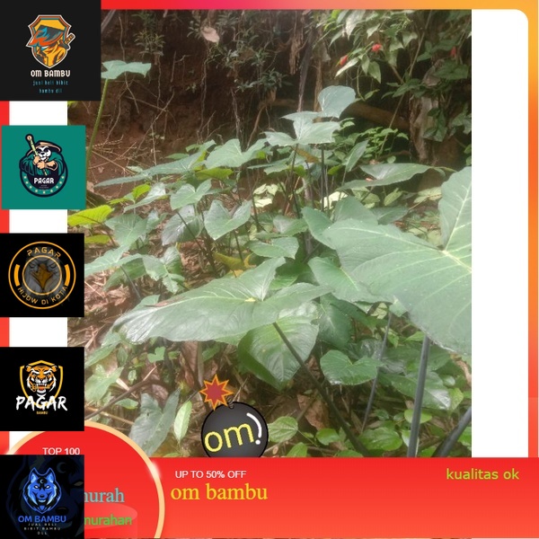 Jual talas hitam daun dan pohon hitam | Shopee Indonesia