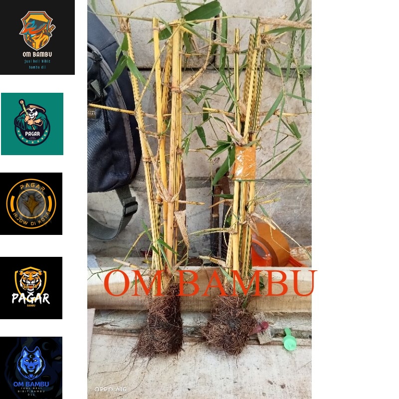 Jual bibit bambu kuning mini paket isi 5 biji | Shopee Indonesia