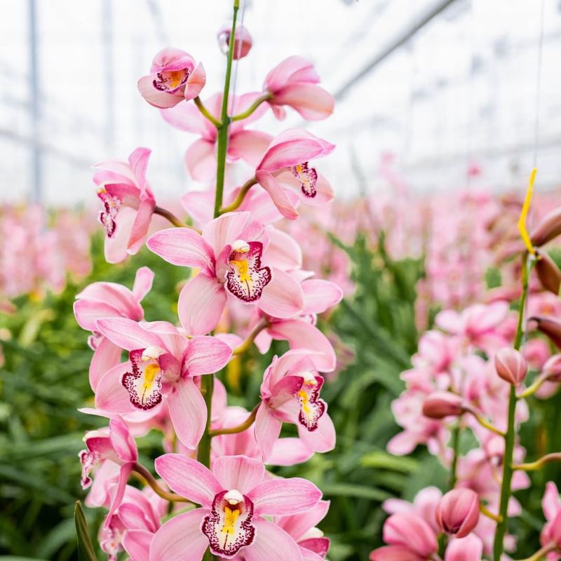 Jual Anggrek cymbidium australia pink-anggrek cymbidium hidup-anggrek ...