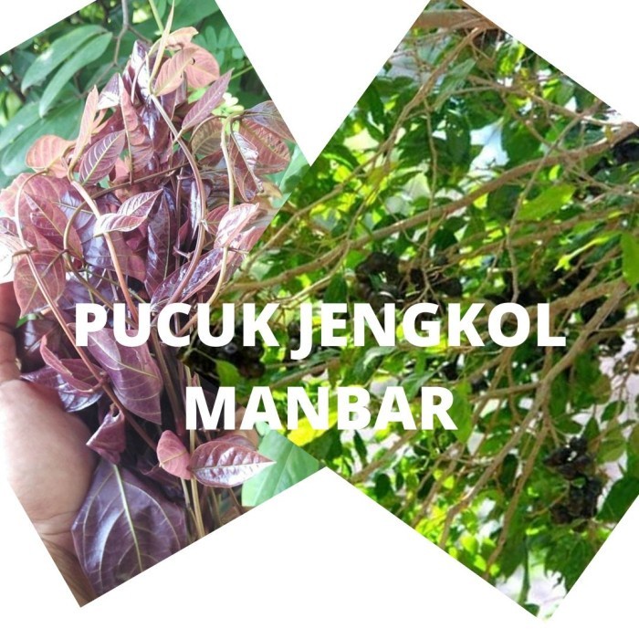 Jual Daun jengkol muda pucuk daun jengkol segar | Shopee Indonesia