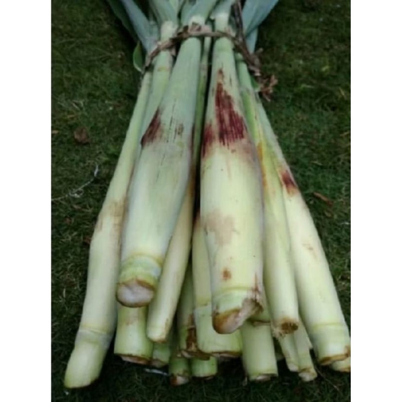 Jual TERUBUK, TERUBUS SAYUR SIAP MASAK 1KG ISI 10 | Shopee Indonesia