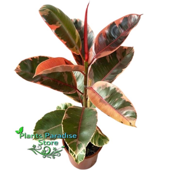 Jual Tanaman hias ficus elastica ruby variegata - tanaman karet kebo ...