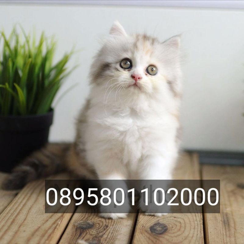 Jual kucing Persia medium long hair kucing anggora kucing marbel calico ...