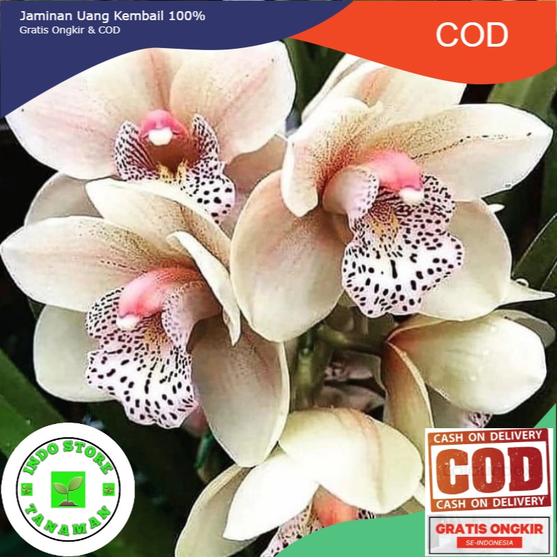 Jual ANGGREK DENDROBIUM WHITE- sudah knop/spike-sudah kuncup-siap ...
