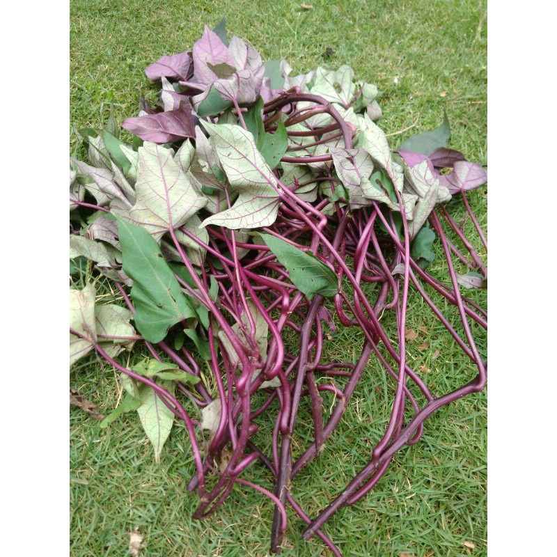 Jual Bibit Stek Super Ubi Jalar Ungu kulit ungu daging ungu ungu hingga ...