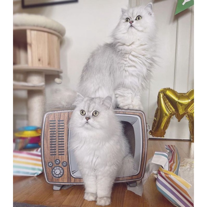 Jual kitten anabul persia,himalaya medium peaknose flatnose sping ...