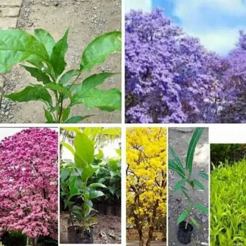 Jual Bibit Tanaman Hias Bunga Tabebuya - Bibit Pohon Bunga Sakura ...