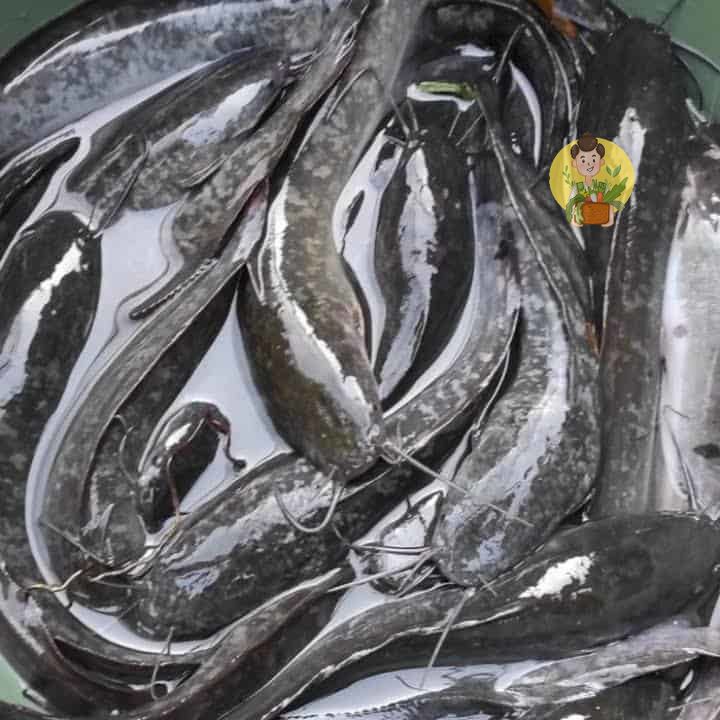 Jual Ikan Lele Fresh Frozen 500 gram - Sayur Segar Instan Malang ...