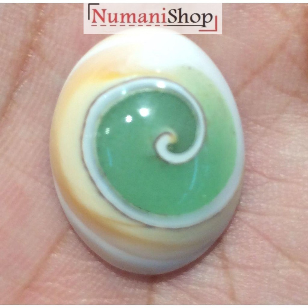 Jual Batu Fosfor Keong HQ (Nyala Dalam Gelap) | Shopee Indonesia