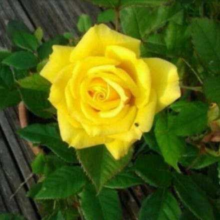 Jual Tanaman Hias Bunga Mawar Kuning/Bunga Rose Yellow | Shopee Indonesia