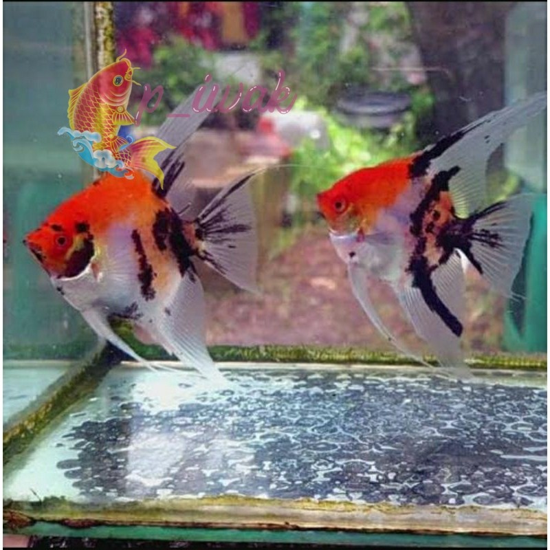 Jual Kebutuhan aquarium Manfish Red Koi 5-6 cm - Etalase Aquarium ...