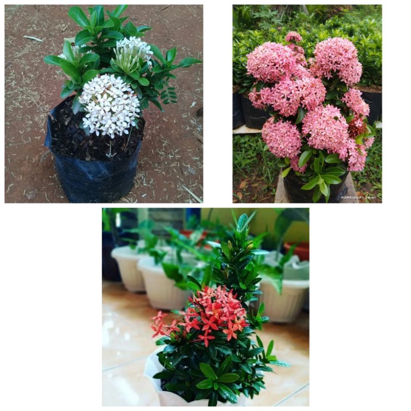 Jual ( TERMURAH) Bunga Hias Asoka Jambon Varian warna - Tanaman hias ...