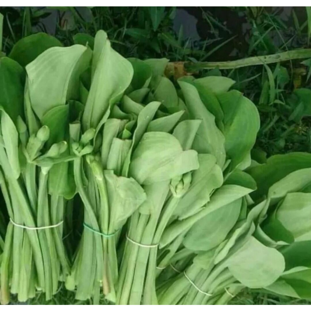 Jual Daun genjer sayur genjer segar 300 gram | Shopee Indonesia