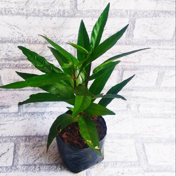 Jual tanaman herbal Gandarusa bibit gondoroso bibit ganda rusa bibit ...